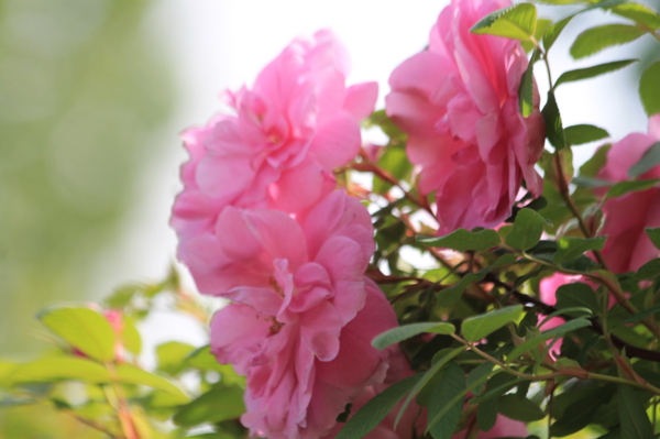 Deborah Longhi Art for Sale | Pixels