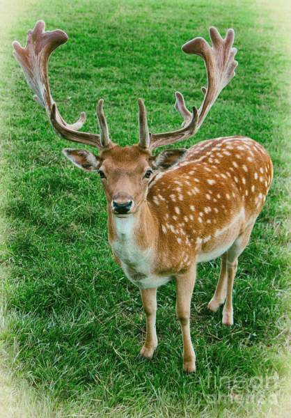 New Logo Our 4-legged Friends Online Art Contest | Pixels