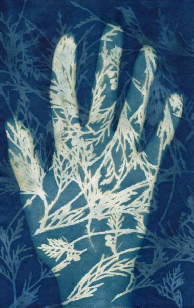 Cyanotype Online Art Contest | Pixels