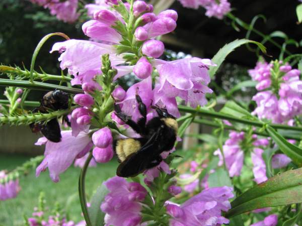 Flowers With Insects Photo Only Online Art Contest | Pixels