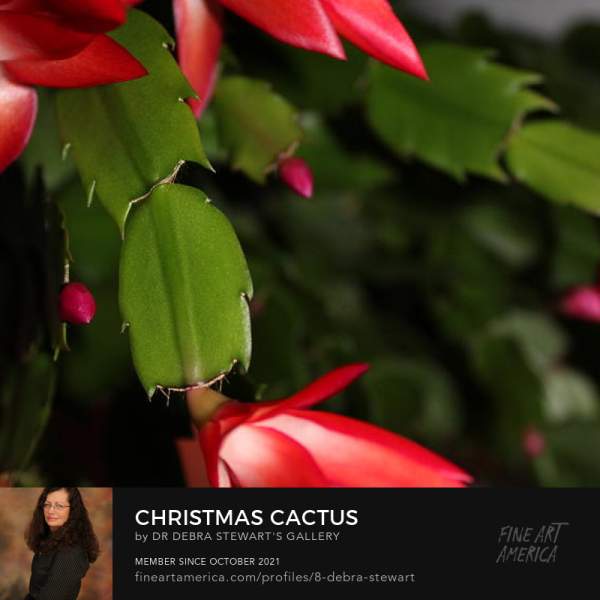 Online Art Contest - Full-Frame Green Christmas Garland Trees and ...